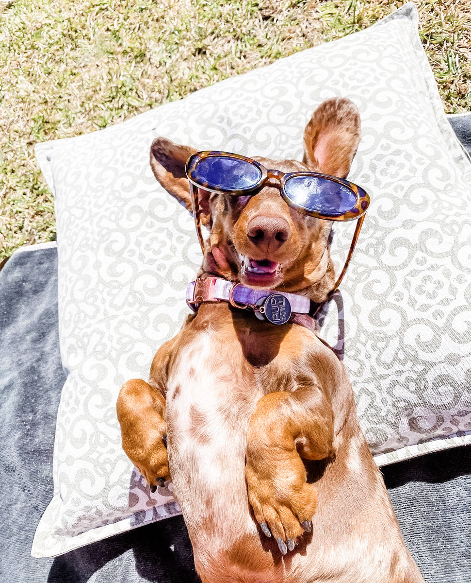 Berry Milkshake Suburban dog collar | PUPSTYLE Store